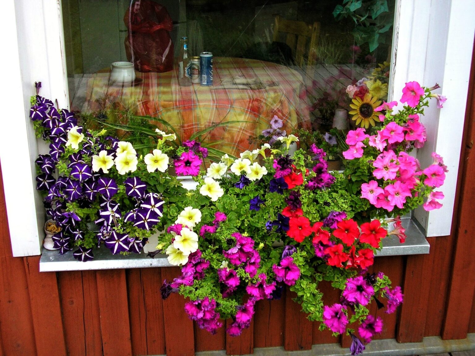 Suvelilled terrassil/ Summer flowers on the terrace