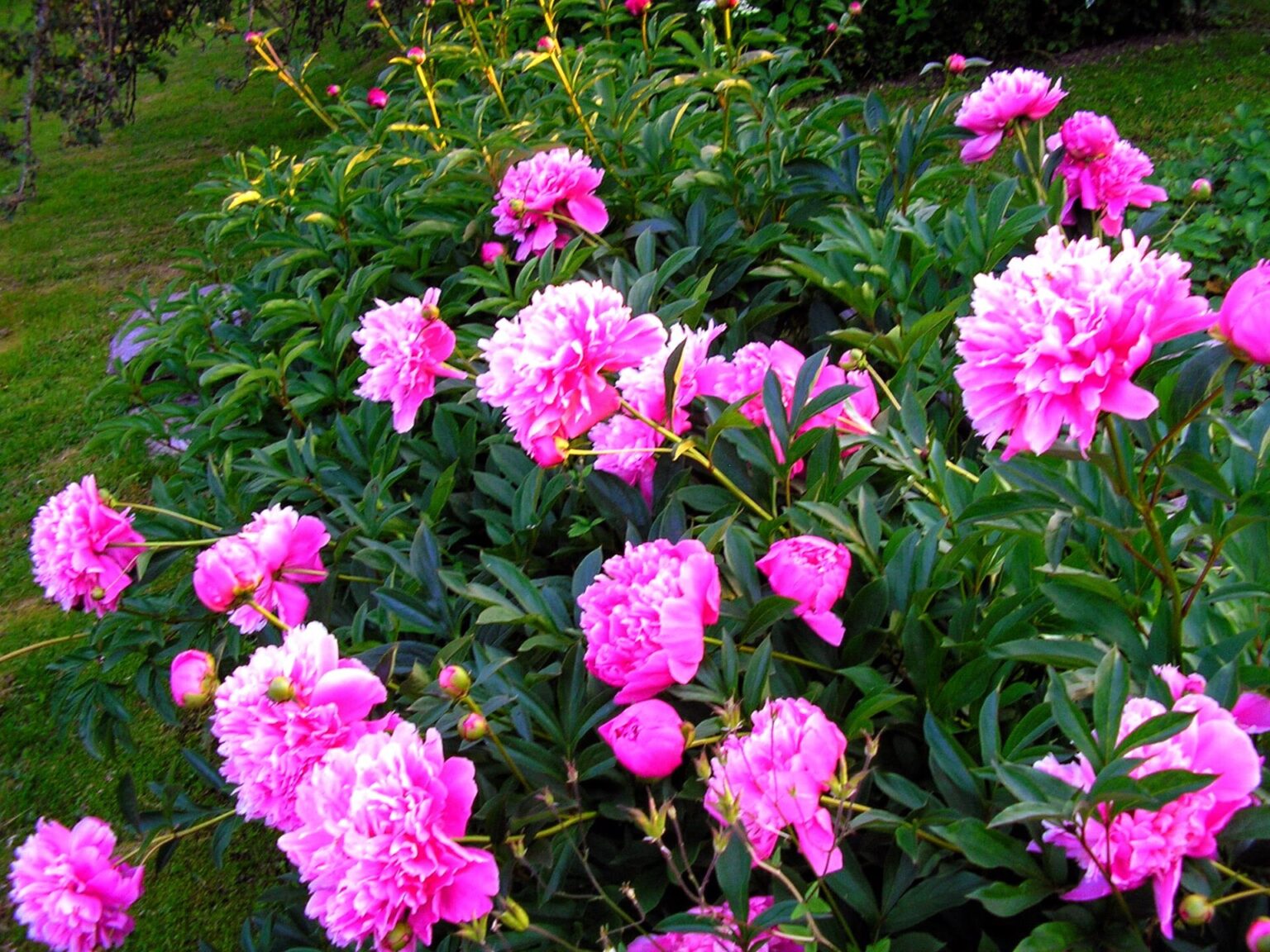 Püsililled/ Perennial flowers - Garden Aed