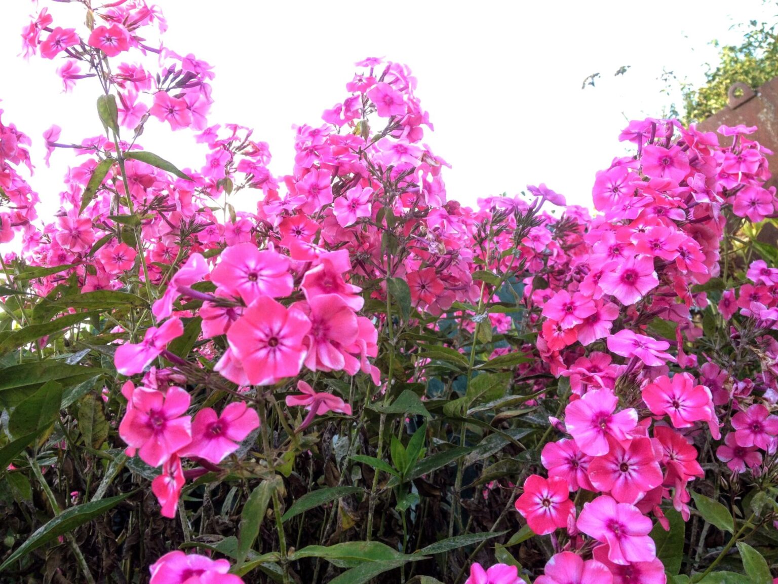 Püsililled/ Perennial flowers - Garden Aed